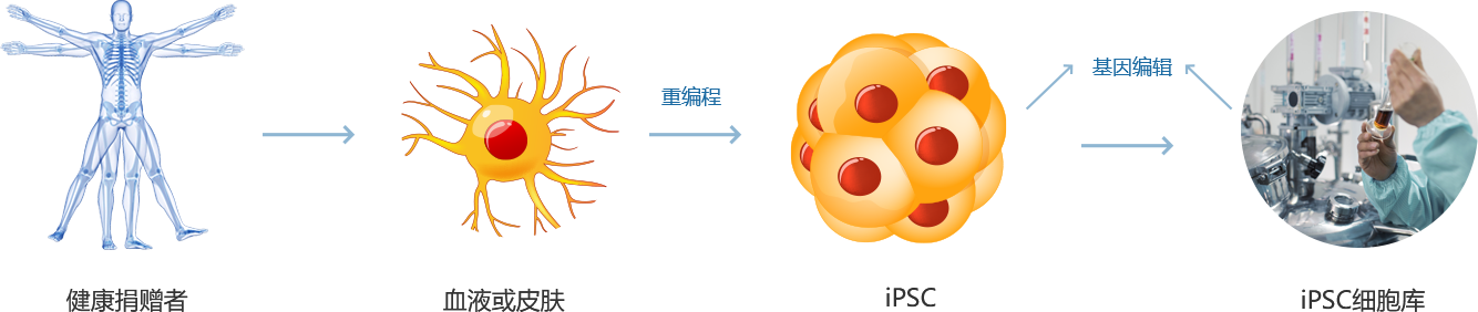 Ipscs重编程及多基因编辑平台 普瑞金